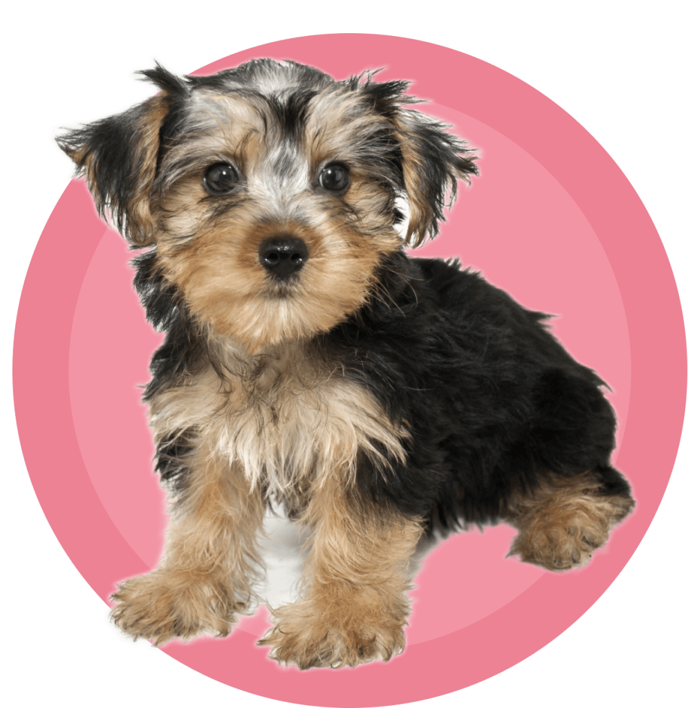 Designer Breed Dogs | The Pet Shoppe | Middletown, NJ