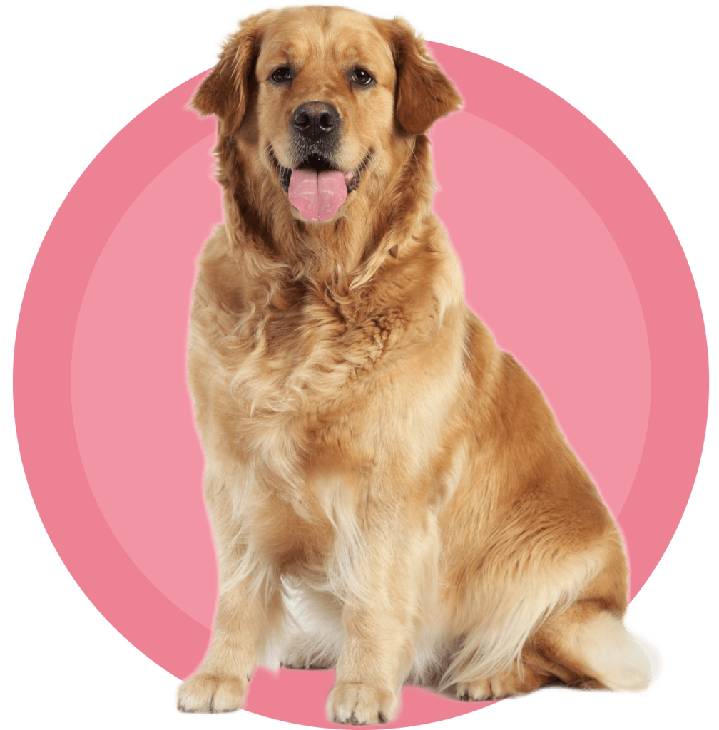 Large and Extra Large Breed Dogs | Middletown, NJ