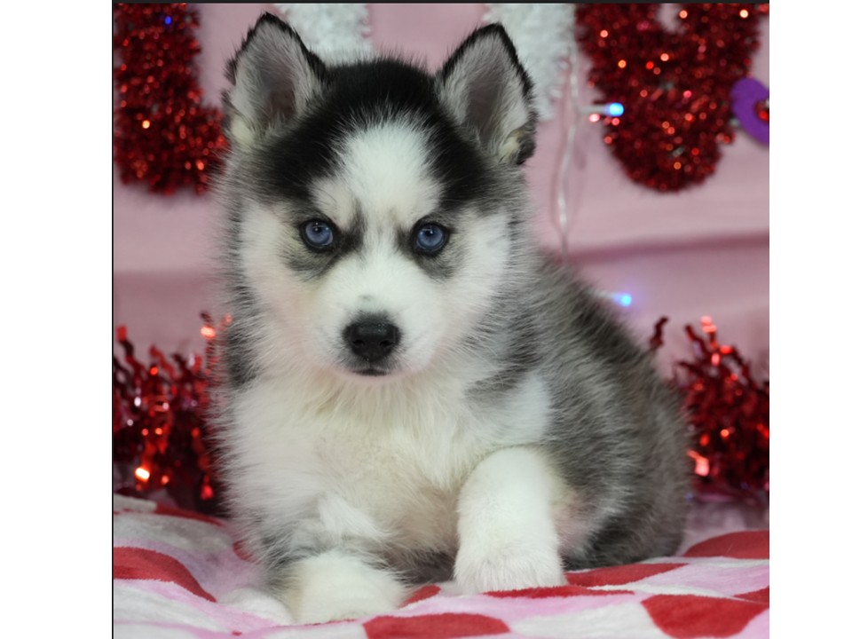 Siberian Husky Puppies For Sale - The Pet Shoppe - Middletown NJ