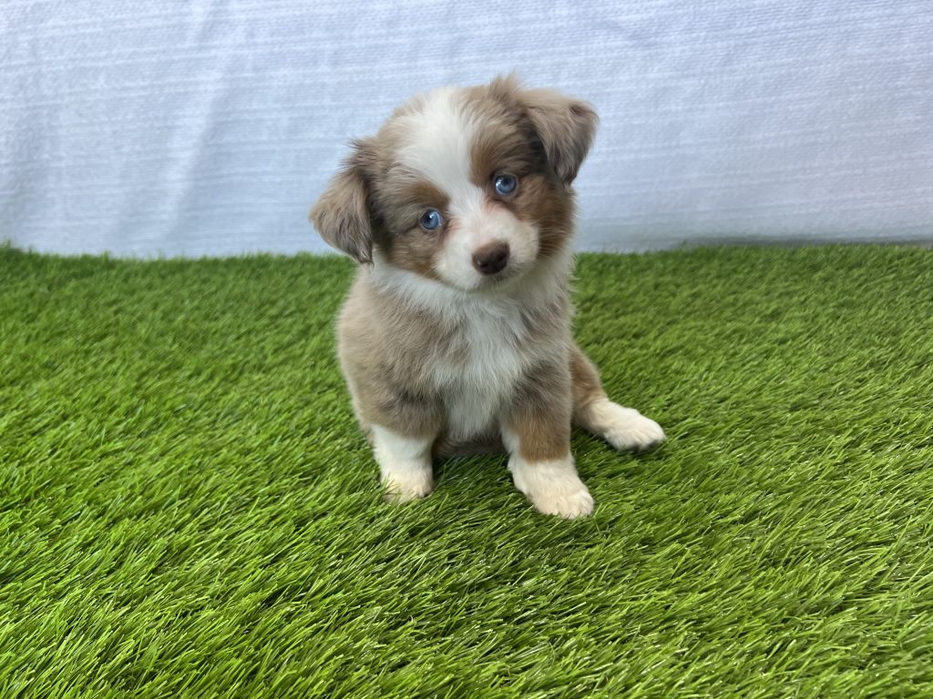 Mini Australian Shepherd Puppies For Sale - The Pet Shoppe - Middletown NJ