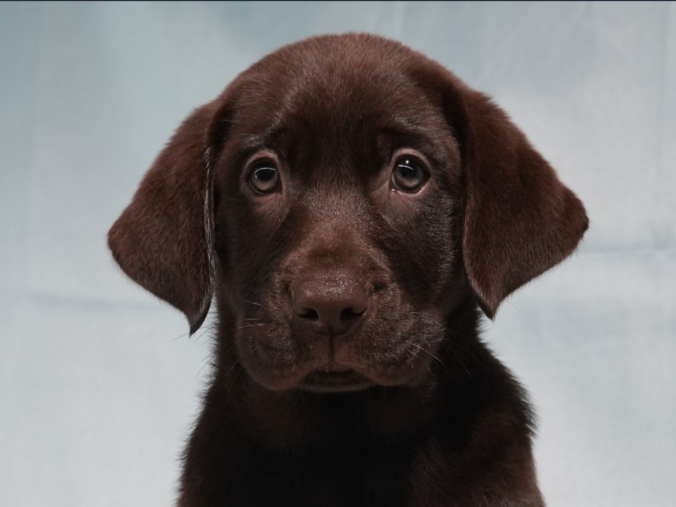 Yorkiepoo Puppies For Sale - The Pet Shoppe - Middletown NJ